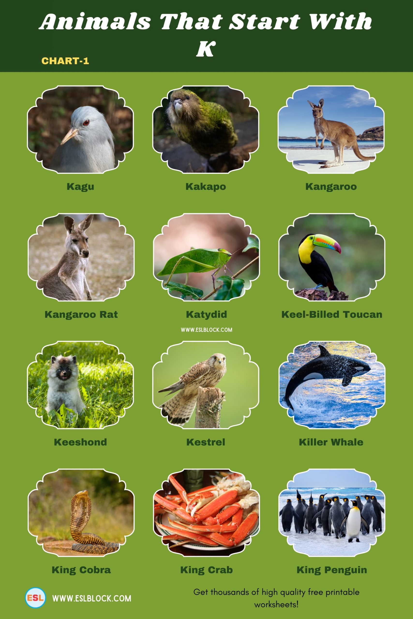 Animals That Start With K English As A Second Language