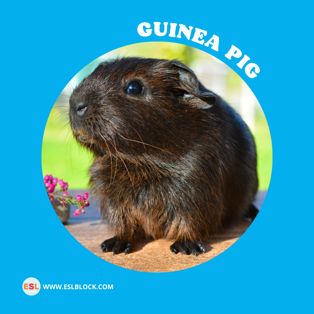 List Of Pet Animals: Different Types of Pets - English as a Second Language