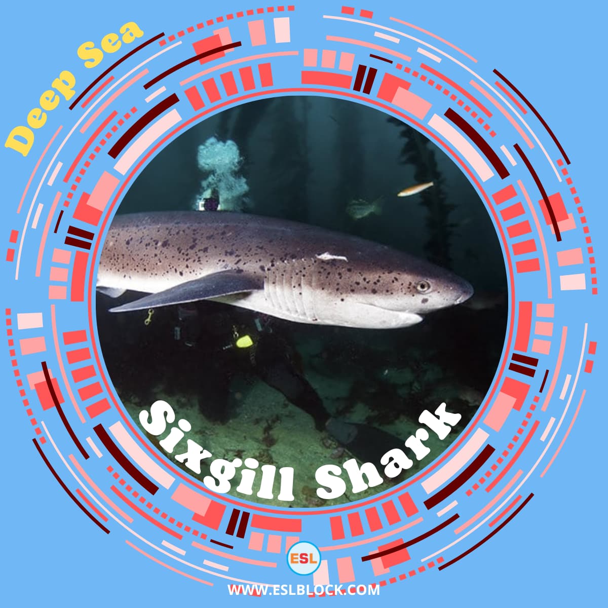 List of Deep Sea Fish: Types of Deep Sea Fish with Interesting Facts ...