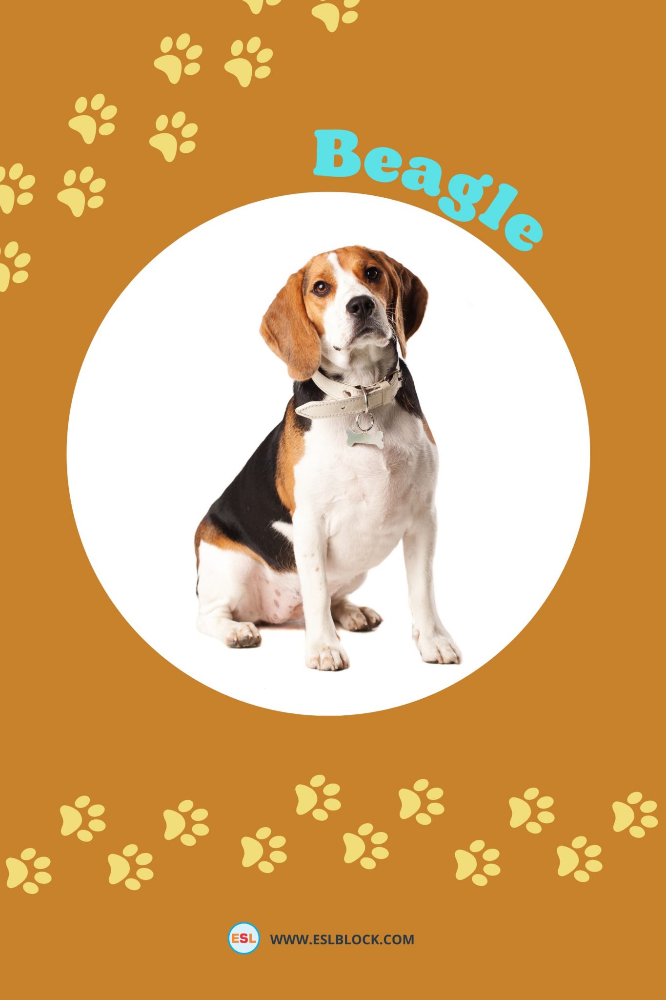 Dog Breeds: Different Types of Dogs - English as a Second Language