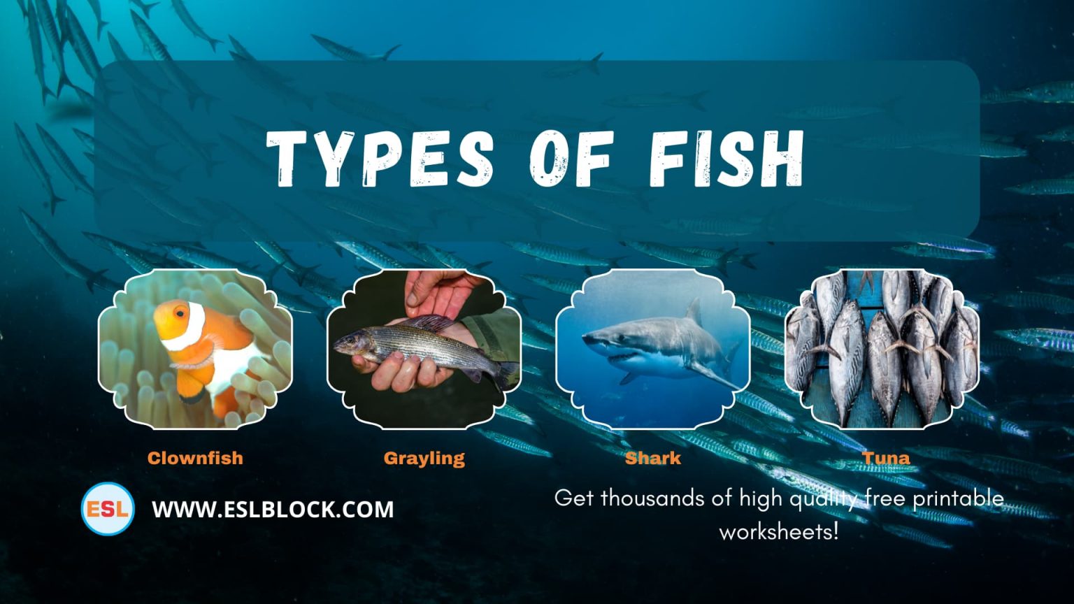 List of Fish: Types of Fish with Interesting Facts and Pictures ...