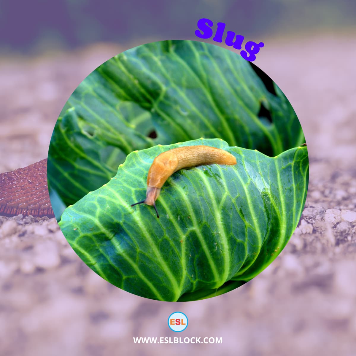 List of Mollusks | Types of Mollusks with Interesting Facts - English ...