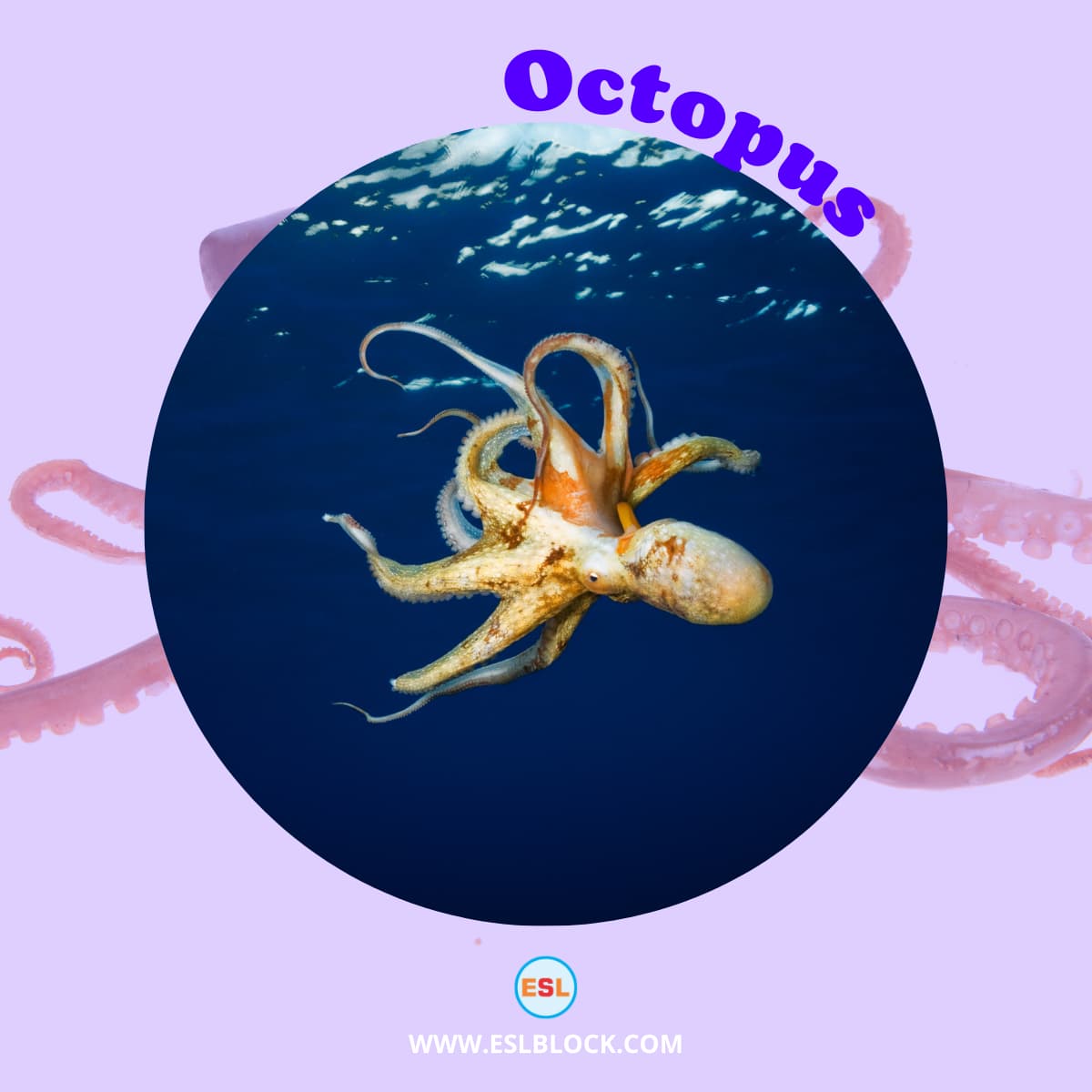 List of Mollusks | Types of Mollusks with Interesting Facts - English ...