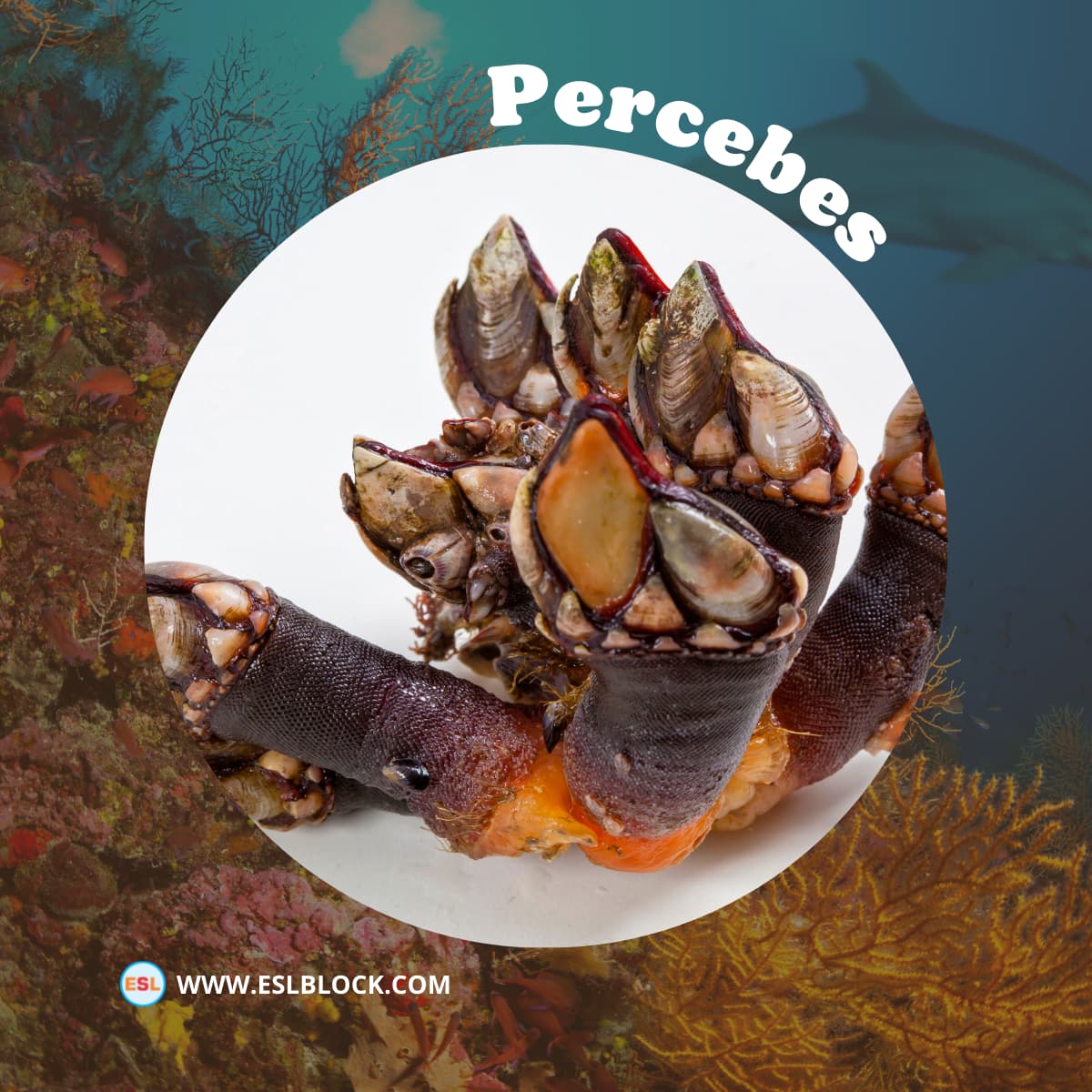 Shellfish | List of Shellfish with Interesting Facts - English as a ...