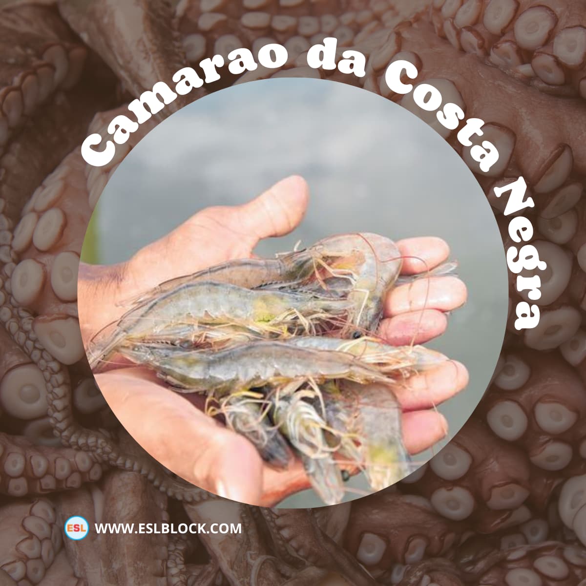 Shellfish | List of Shellfish with Interesting Facts - English as a ...