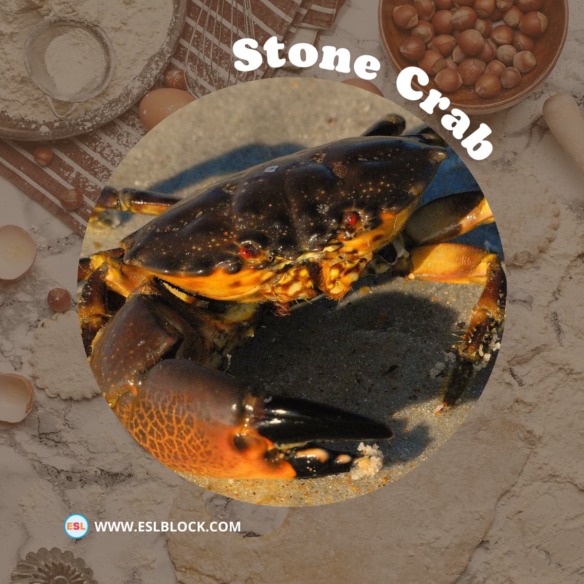 Shellfish | List of Shellfish with Interesting Facts - English as a ...