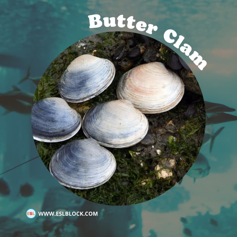 Shellfish | List of Shellfish with Interesting Facts - English as a ...