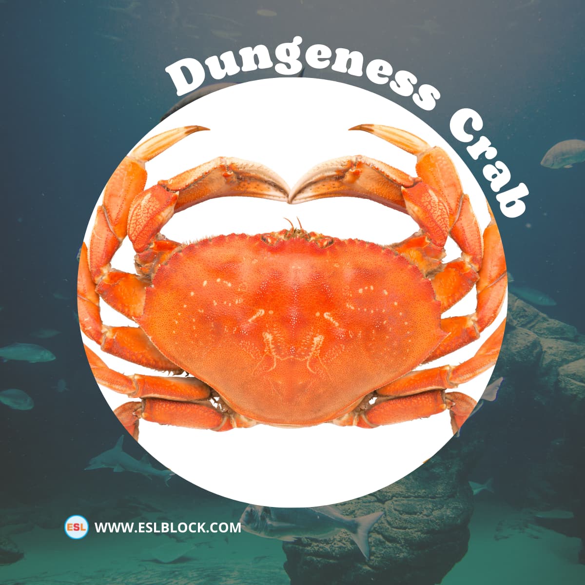 Shellfish | List of Shellfish with Interesting Facts - English as a ...