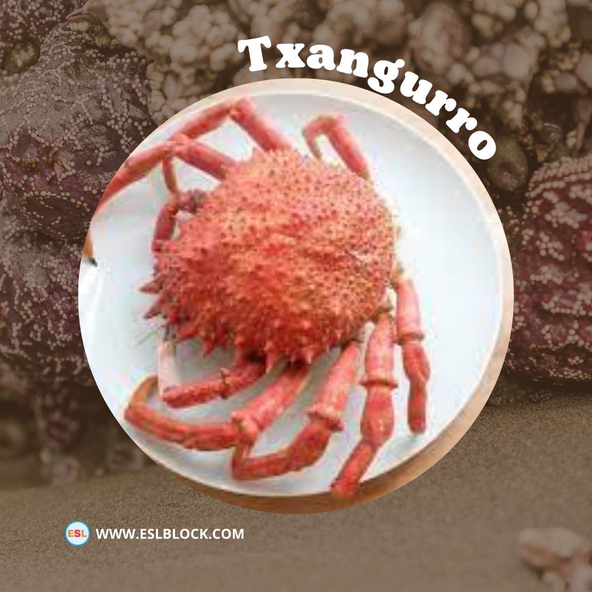 Shellfish | List of Shellfish with Interesting Facts - English as a ...