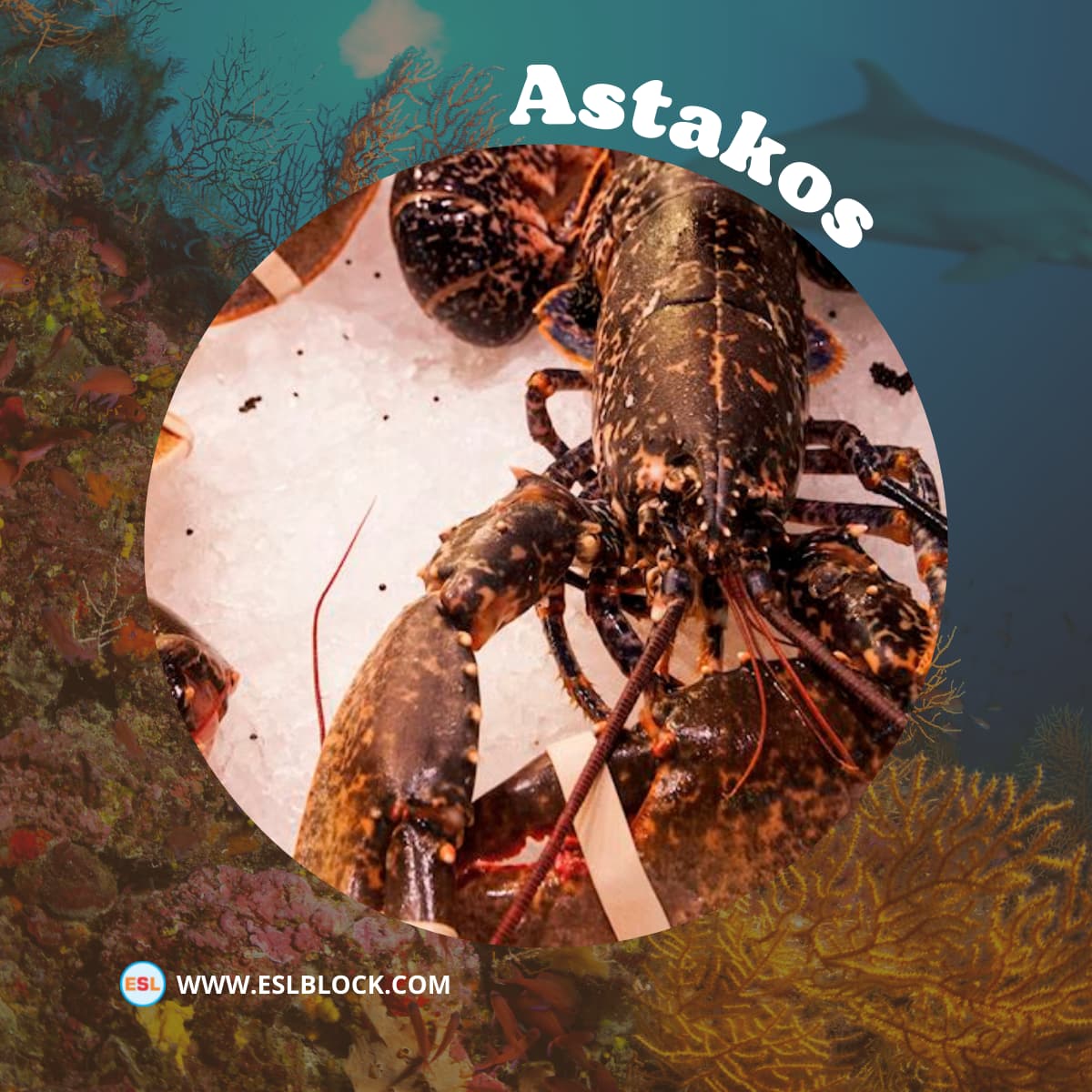 Shellfish | List of Shellfish with Interesting Facts - English as a ...