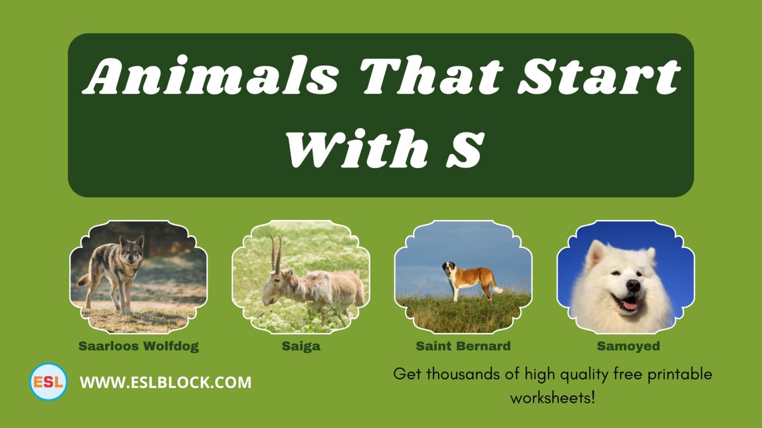 Animals That Start With S - English as a Second Language