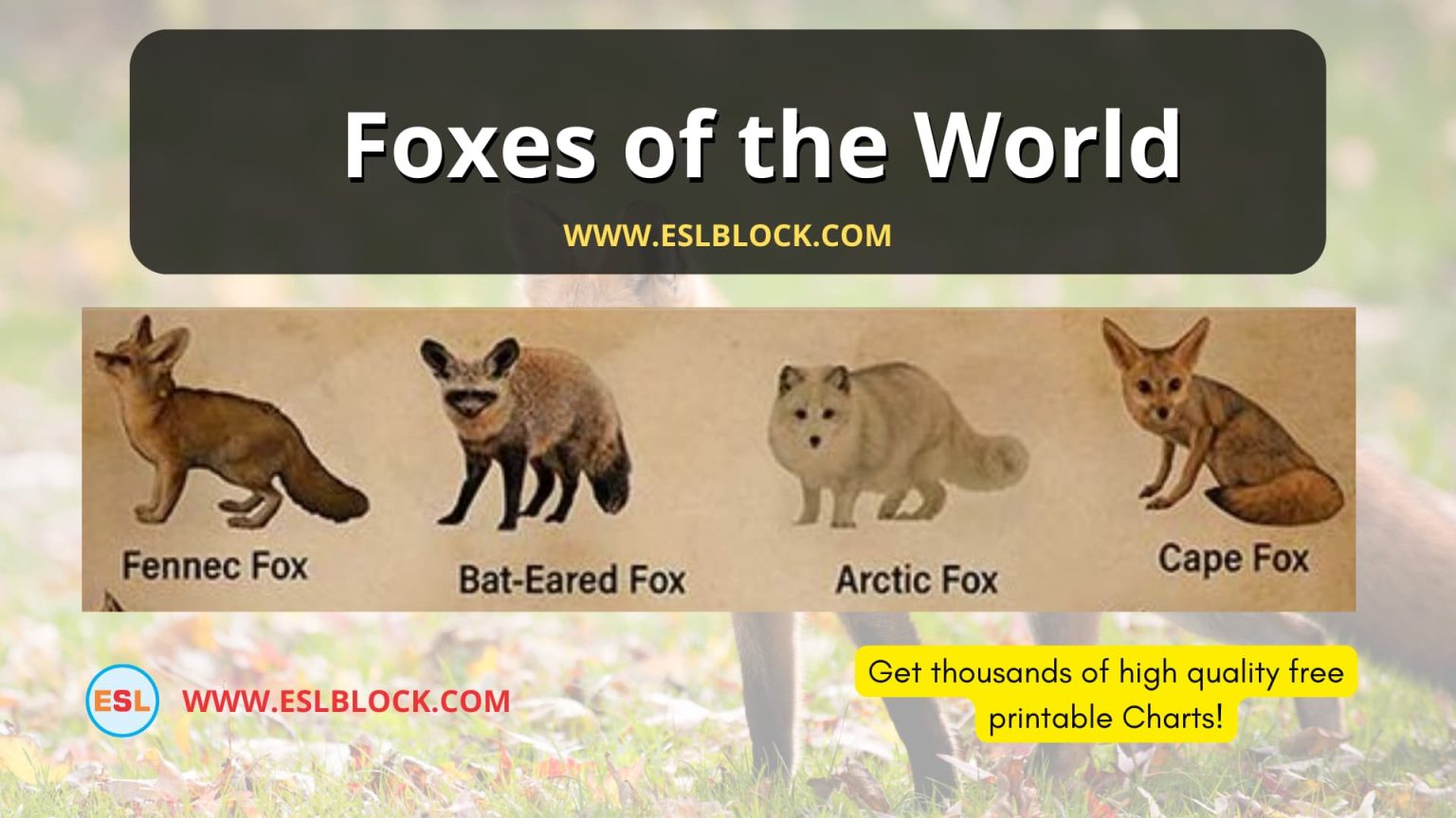 Foxes of The World - English as a Second Language