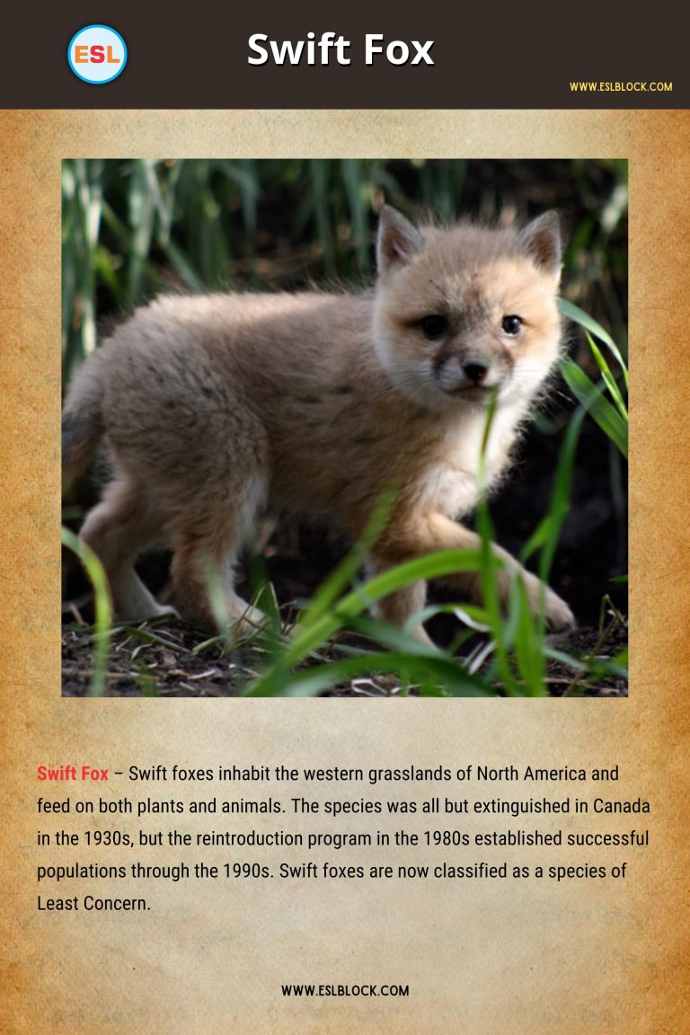 Foxes of The World - English as a Second Language