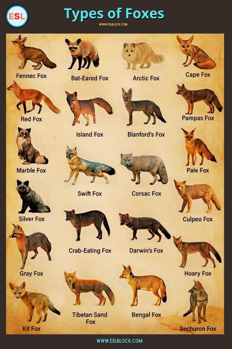 Foxes of The World - English as a Second Language